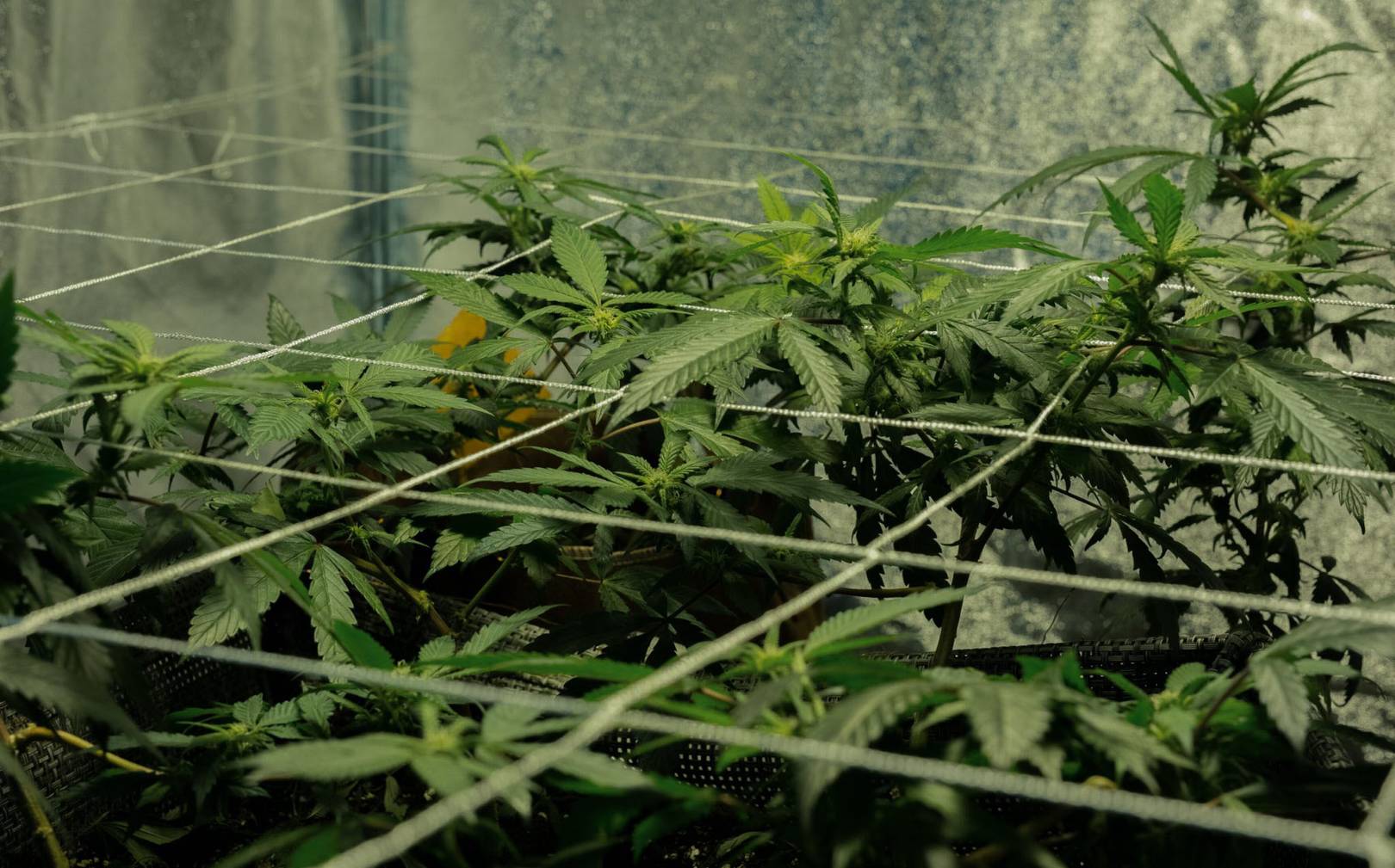 Metoda Uprawy Screen of Green (ScrOG) – seeds.com.pl